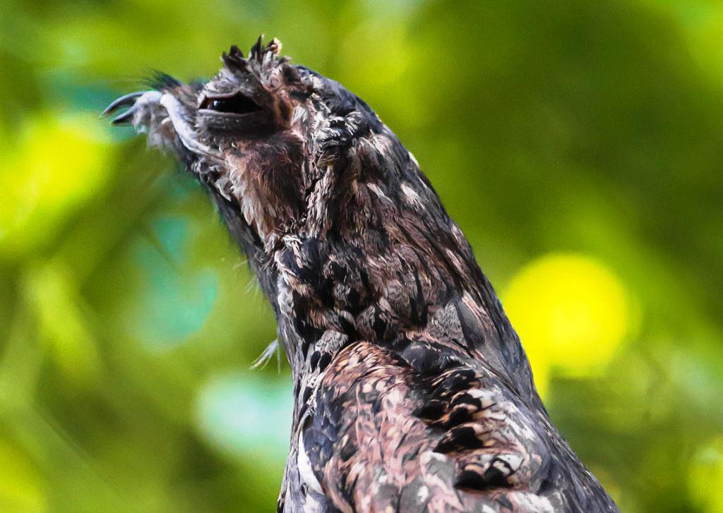 Kakuy o Urutaú, un "pájaro fantasma" rodeado de leyendas y misterios ...